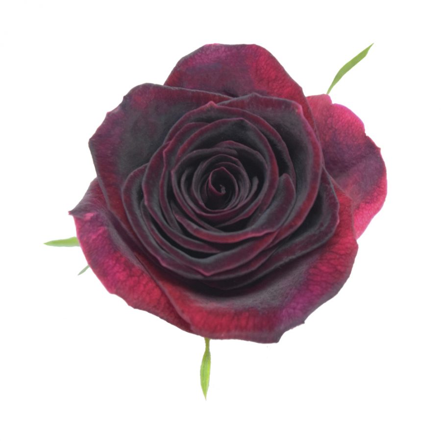 Red Roses Archives - Bellaflor Group Ecuador