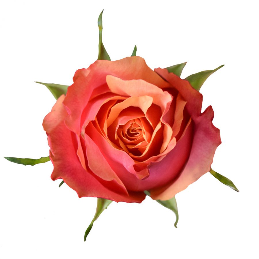 Bicolor Roses Archives - Bellaflor Group Ecuador