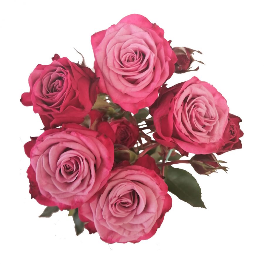 Spray Roses Eth Archives - Bellaflor Group Ecuador