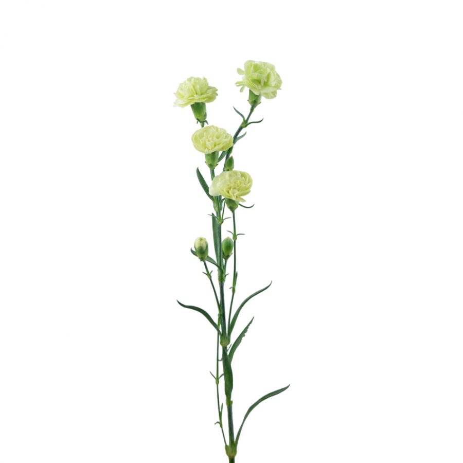 Mini Carnations Archives - Bellaflor Group Ecuador