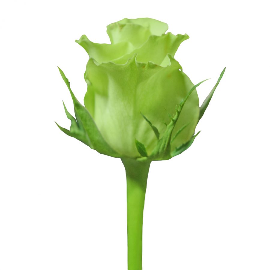 Super Green - Bellaflor Group Ecuador